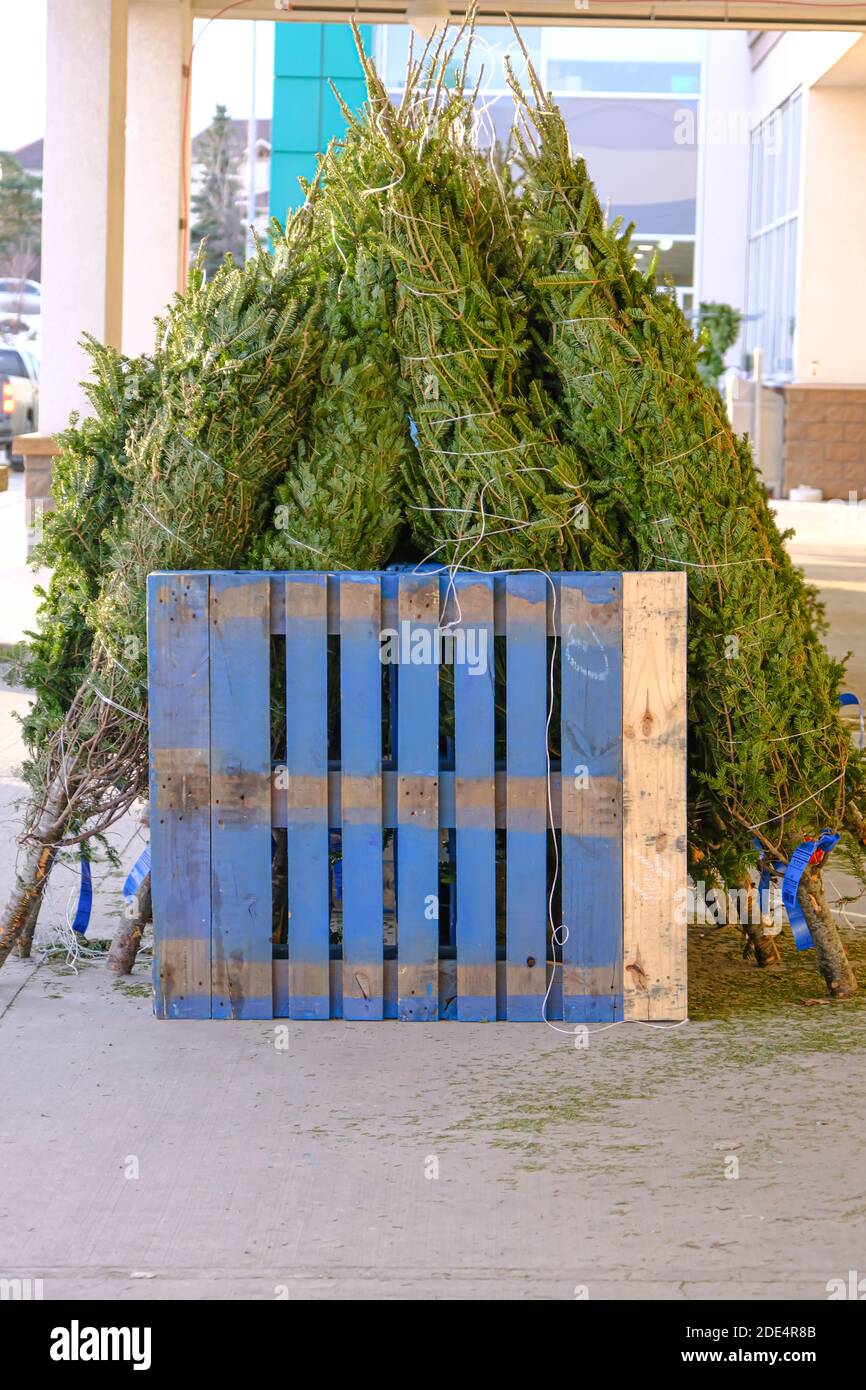 Fresh Cut Christmas Trees on display at supermarket Stock Photo - Alamy