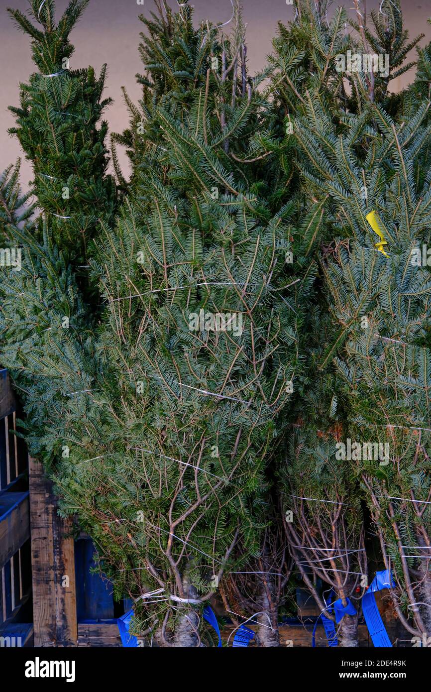 Fresh Cut Christmas Trees on display at supermarket Stock Photo - Alamy