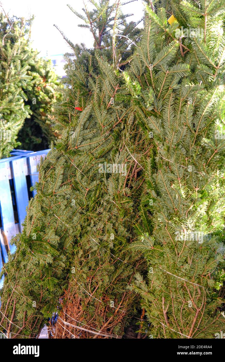 Fresh Cut Christmas Trees on display at supermarket Stock Photo - Alamy