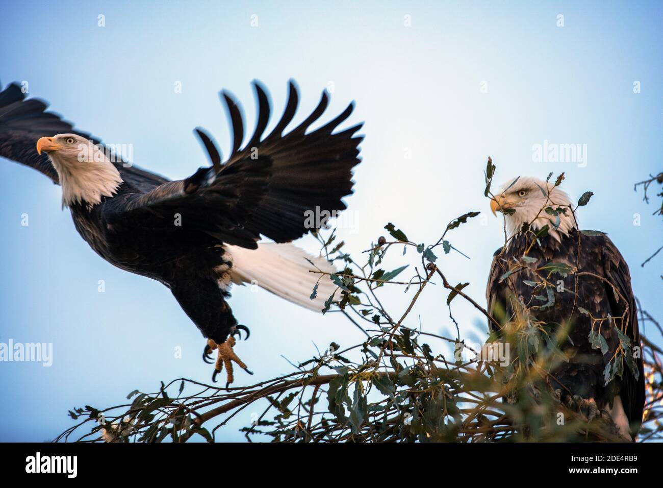 Food chain ecosystem hi-res stock photography and images - Alamy