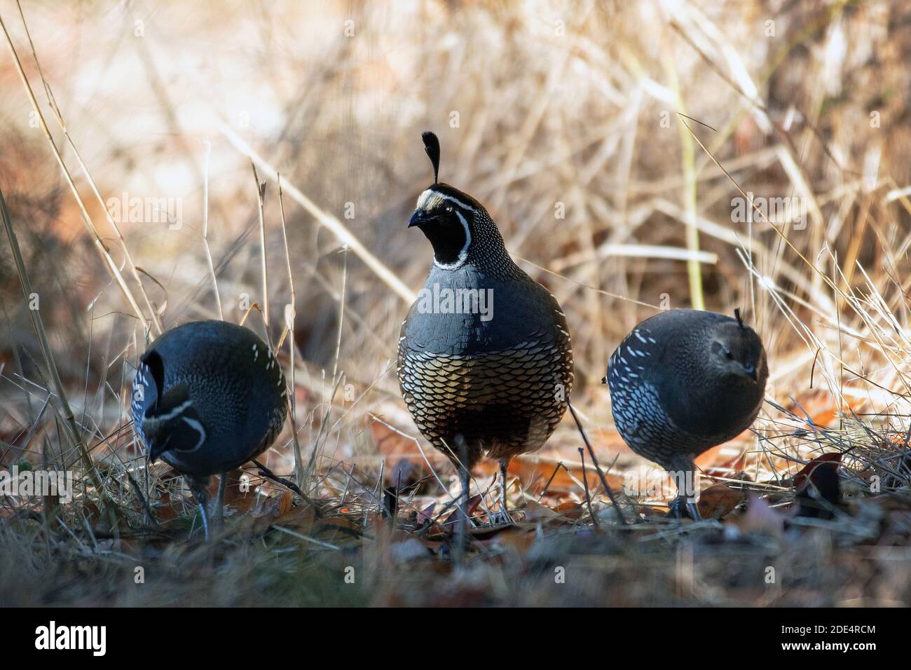 The state bird of California, California Quail (Callipepla californica ...
