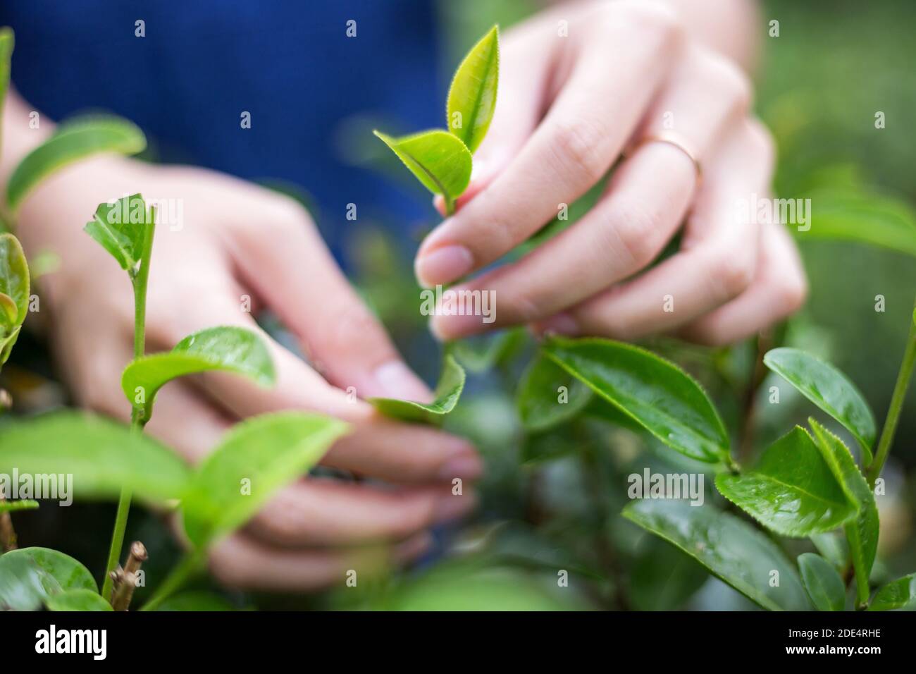 asian female hands picking and fine Plucking young tea leaves on tea ...