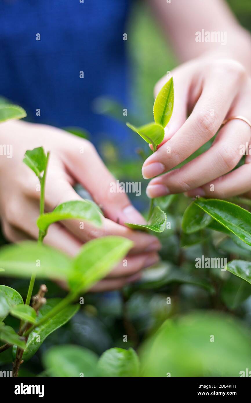 asian female hands picking and fine plucking young tea leaves on tea ...