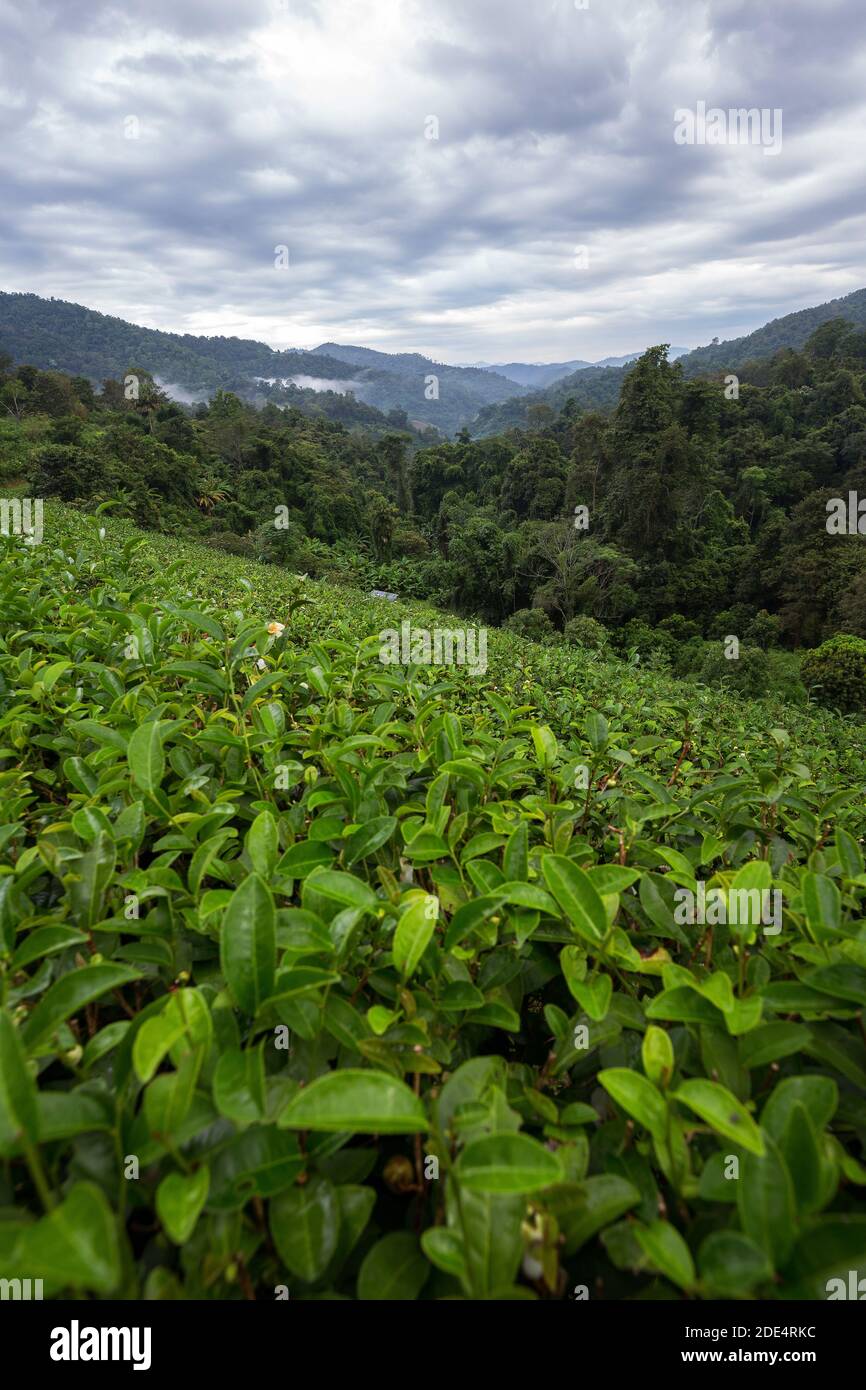 Mist frame hi-res stock photography and images - Alamy