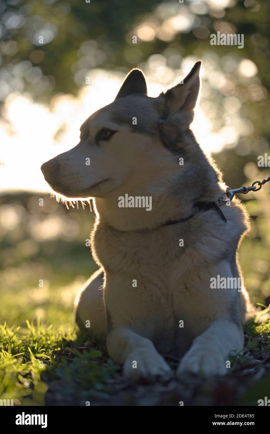 Pinna Aerodinamica Negli Animali