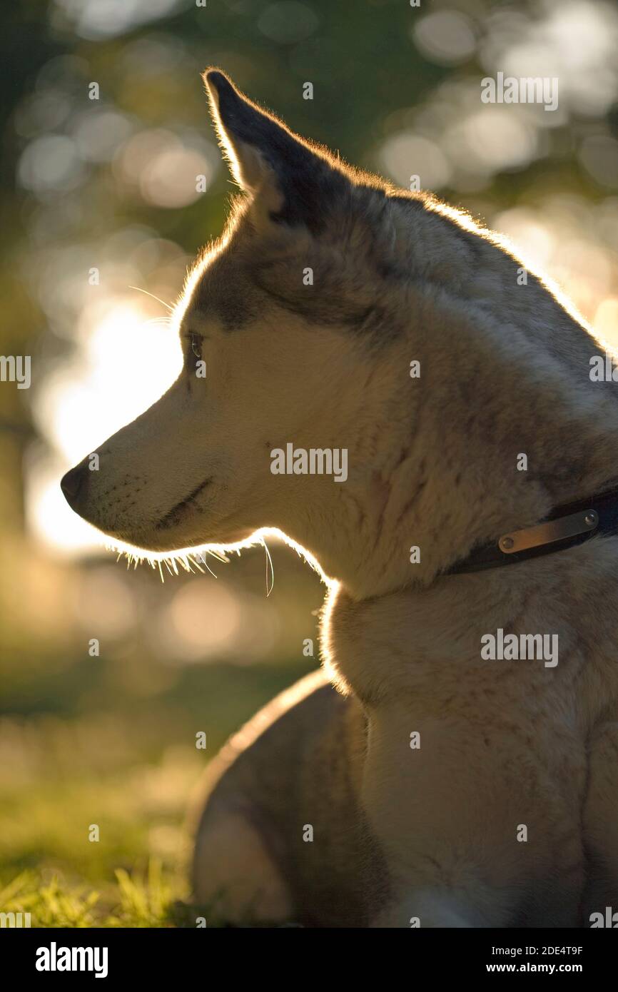 Siberian Husky, domestic breed of Dog (Canis lupus familiaris ...