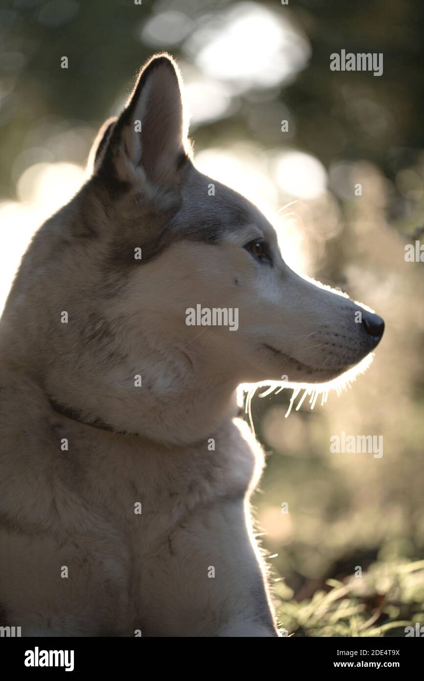 Siberian Husky, domestic breed of Dog (Canis lupus familiaris ...