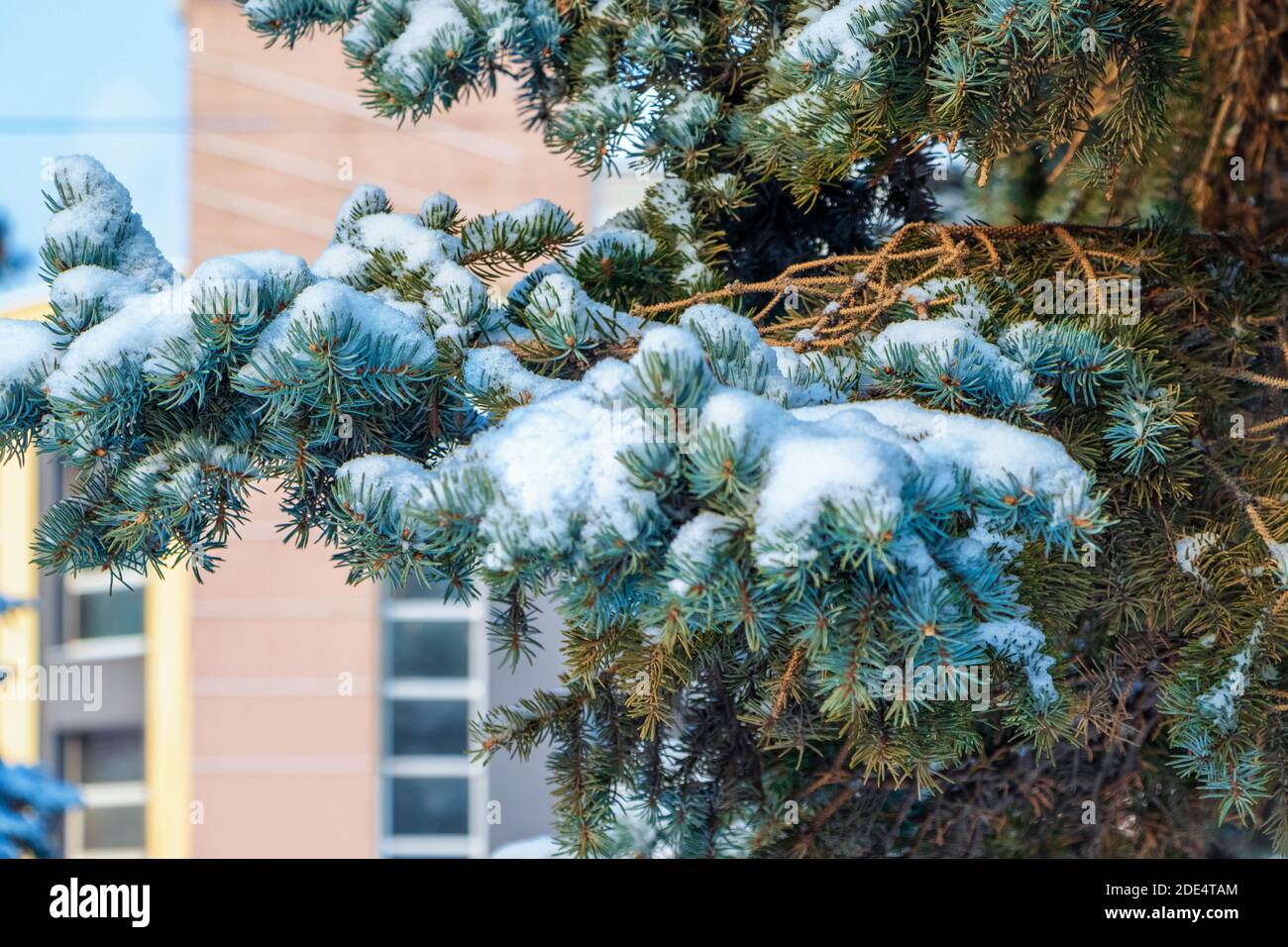 Coniferous tree hi-res stock photography and images - Alamy
