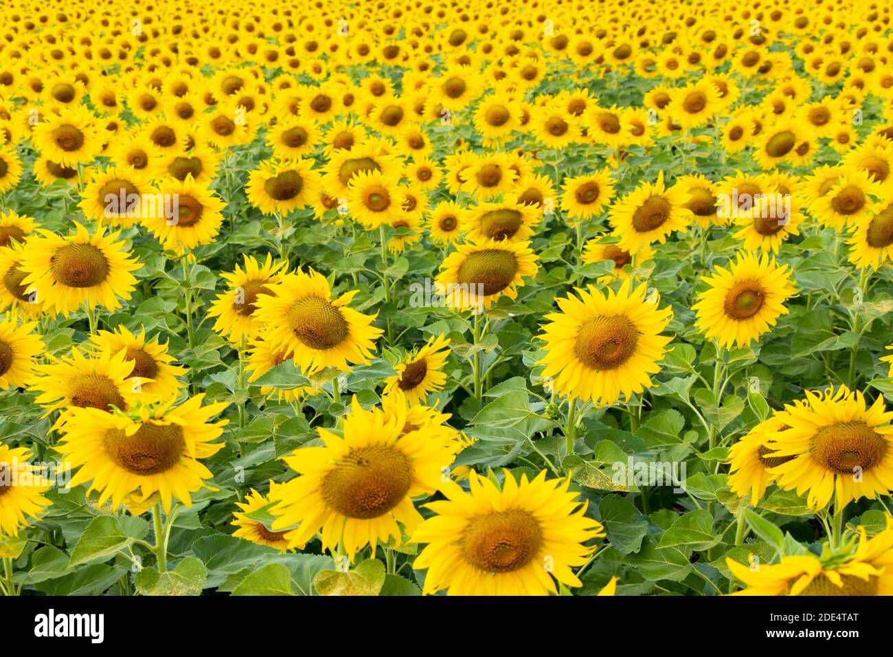 Beautiful yellow color sunflower in the agriculture farm background ...