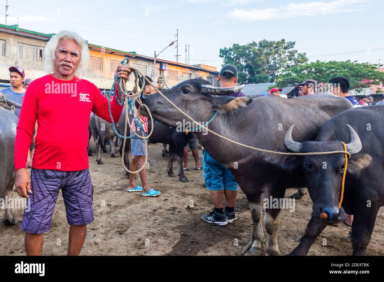 Early morning at the Padre Garcia Livestock Auction Market in Batangas ...