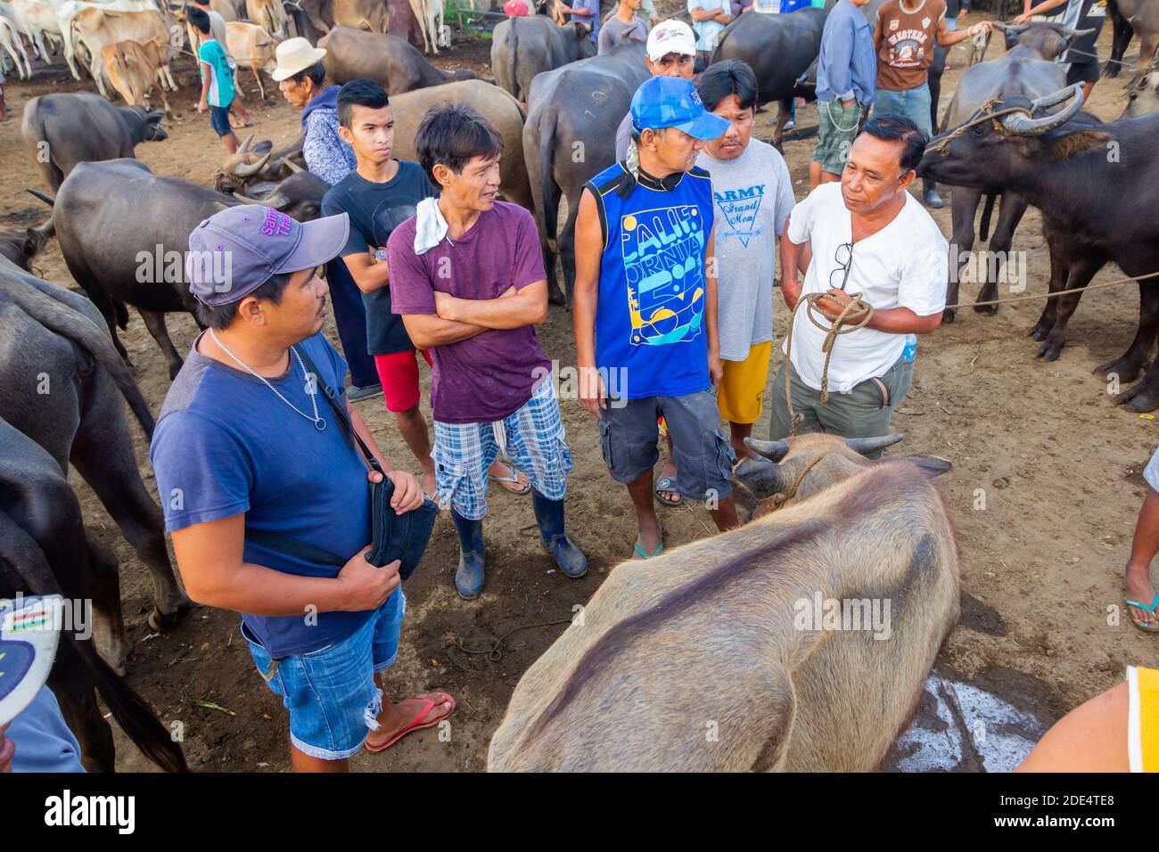 Early morning at the Padre Garcia Livestock Auction Market in Batangas ...