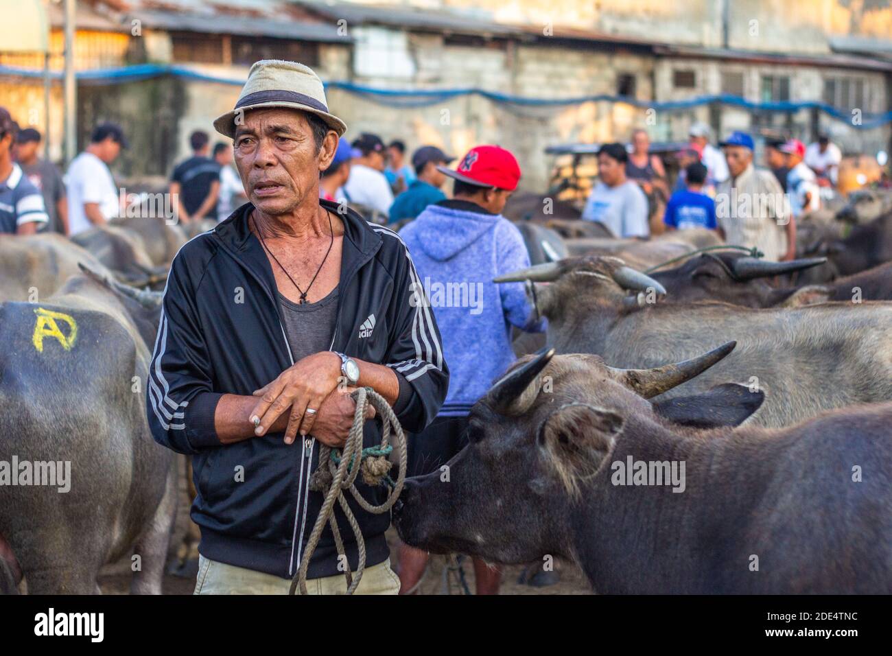 Early morning at the Padre Garcia Livestock Auction Market in Batangas ...