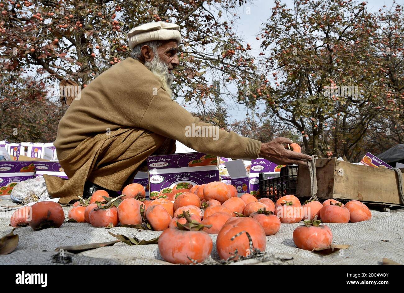 Peshawar. 28th Nov, 2020. A man packs harvested persimmons in northwest ...