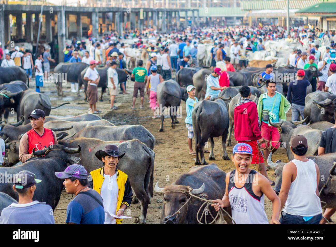 Early morning at the Padre Garcia Livestock Auction Market in Batangas ...