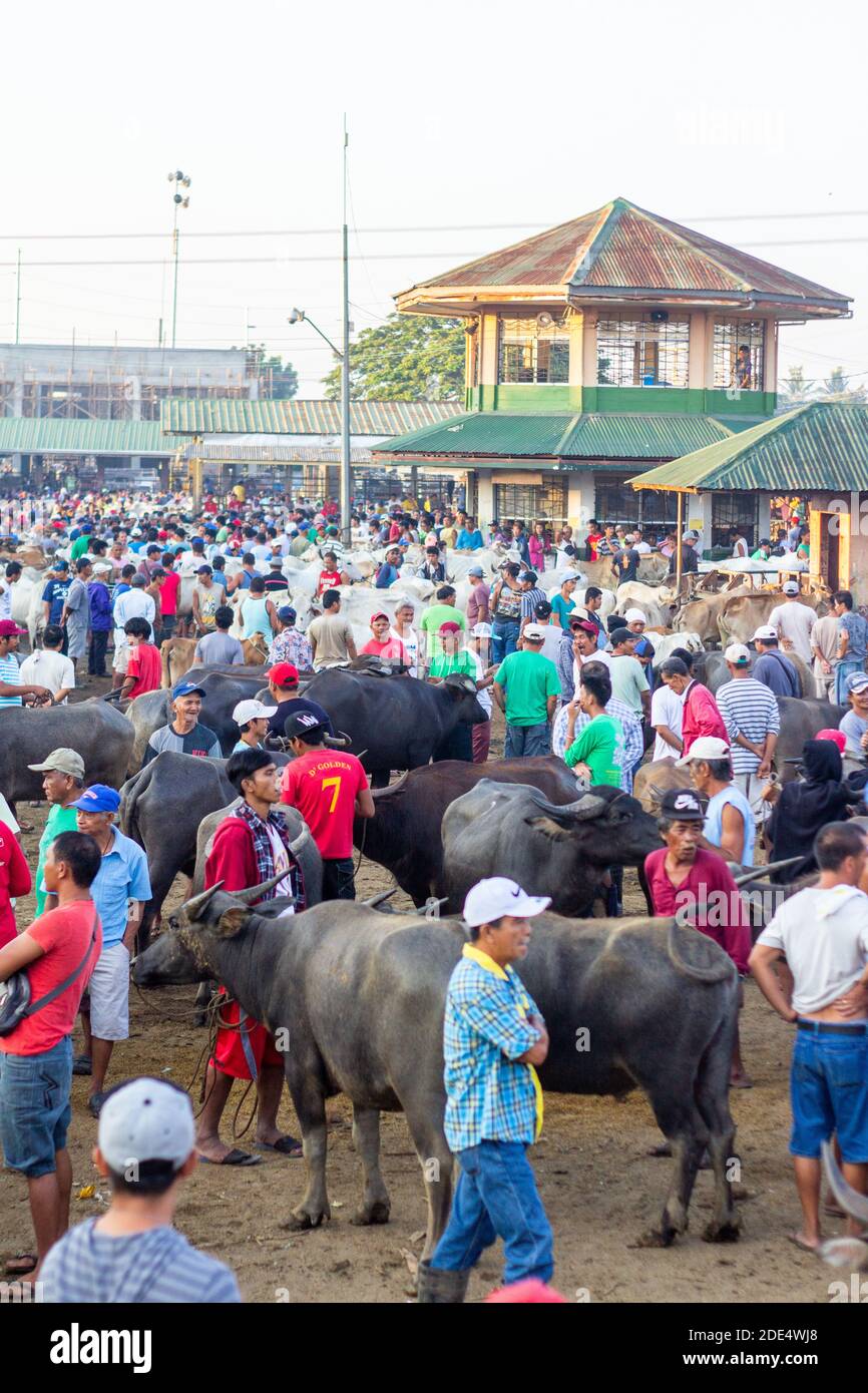 Early morning at the Padre Garcia Livestock Auction Market in Batangas ...