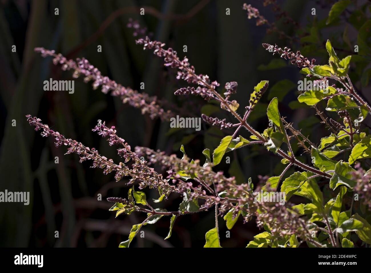 Indian Basil plant aka Tulsi grown in southwest US Stock Photo - Alamy