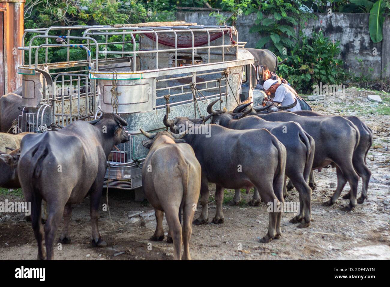 Early morning at the Padre Garcia Livestock Auction Market in Batangas ...