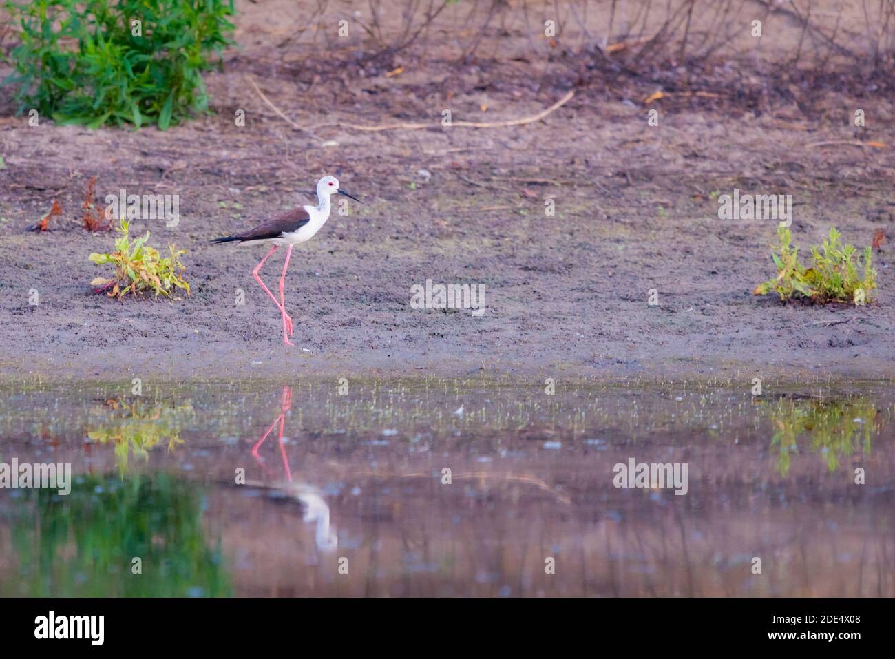 Black-winged Stilt feeding at eye level in natural pond Stock Photo - Alamy