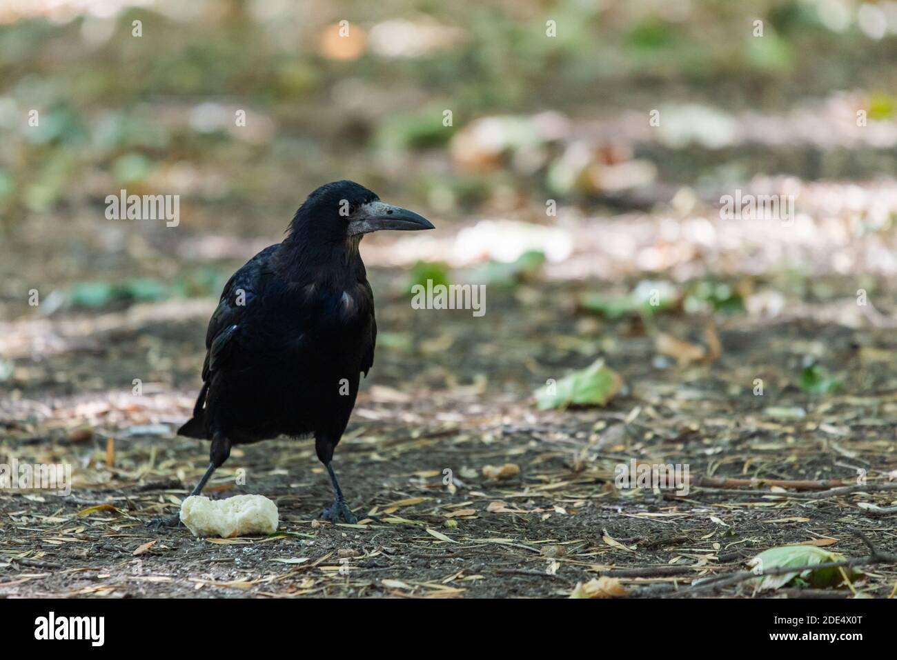 Rook bird or Corvus frugilegus on a ground Stock Photo - Alamy