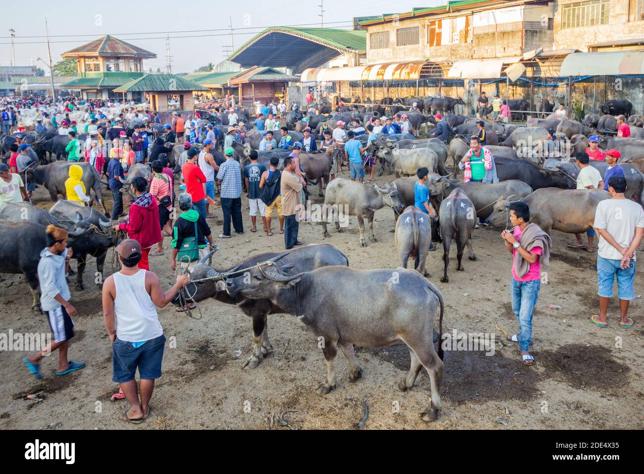 Early morning at the Padre Garcia Livestock Auction Market in Batangas ...