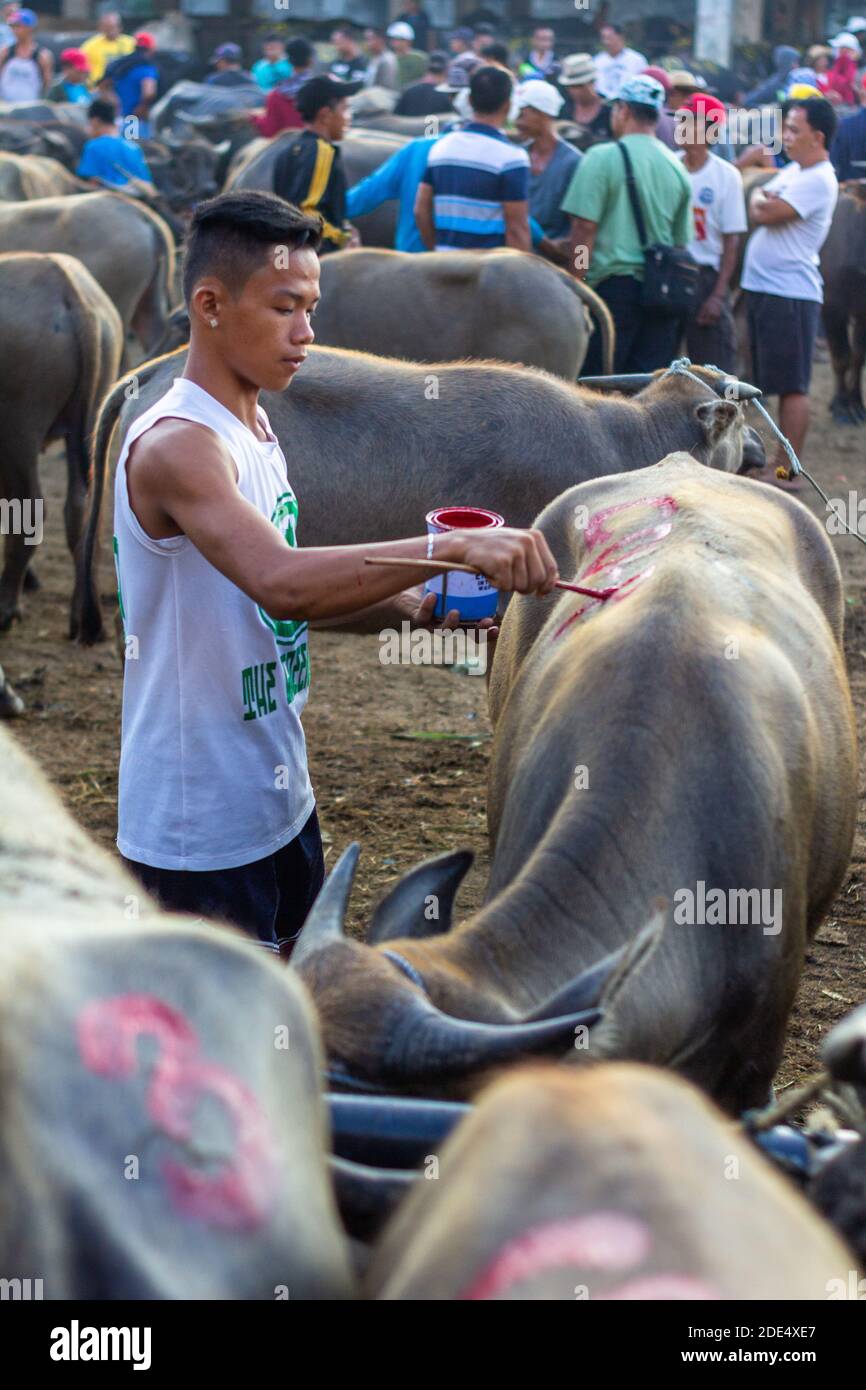 Early morning at the Padre Garcia Livestock Auction Market in Batangas ...
