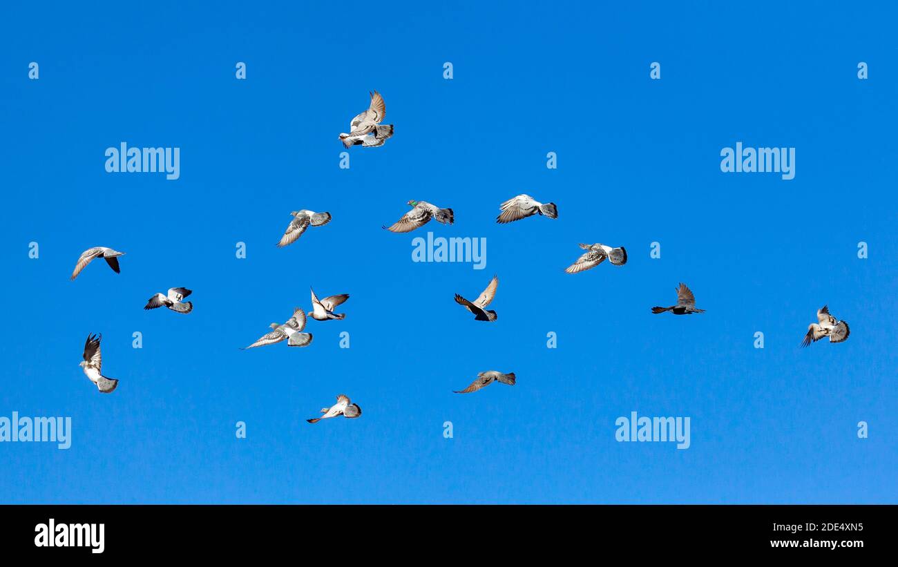Flying doves in the blue sky. Animal live Stock Photo - Alamy
