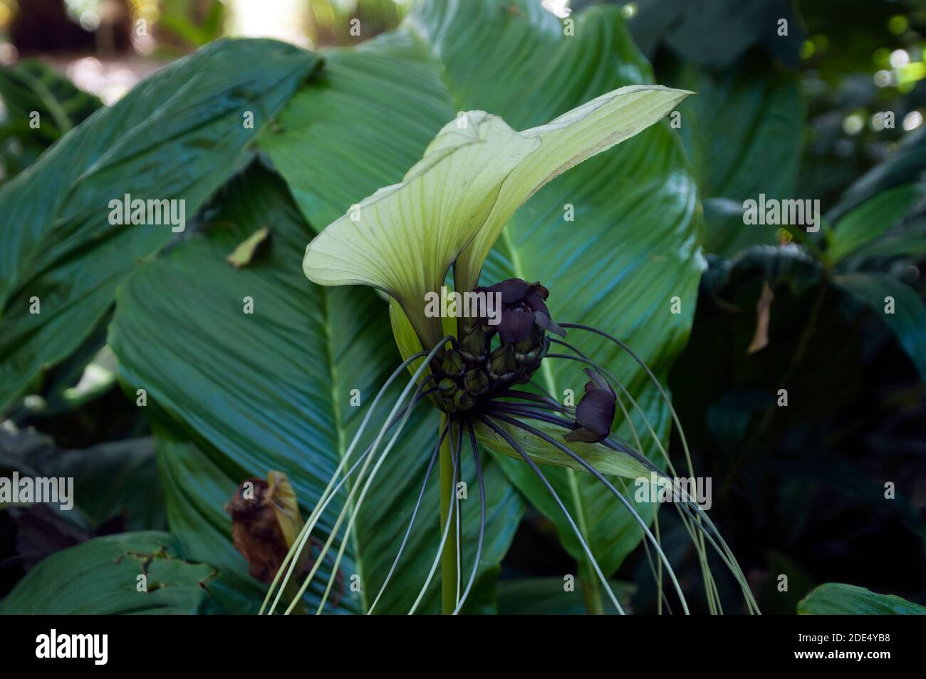 Bat lily hi-res stock photography and images - Alamy