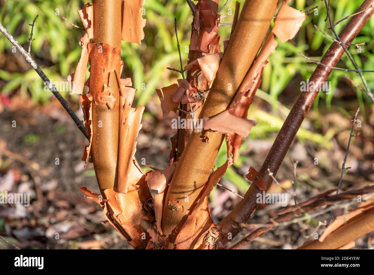 Paperbark maple bark, Acer griseum Stock Photo - Alamy