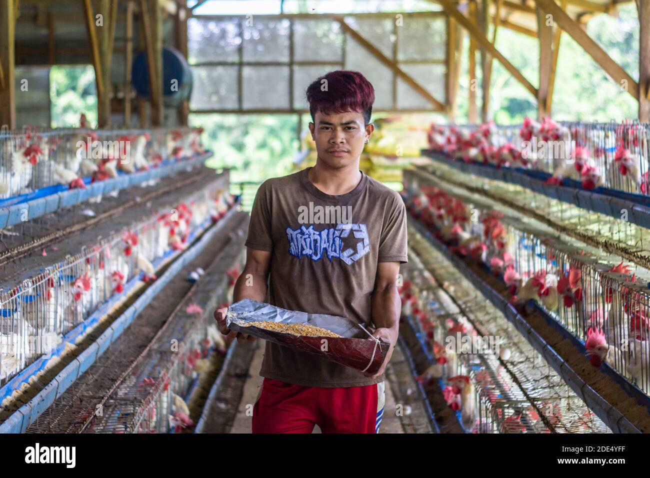 Poultry farm worker in Batangas, Philippines Stock Photo - Alamy