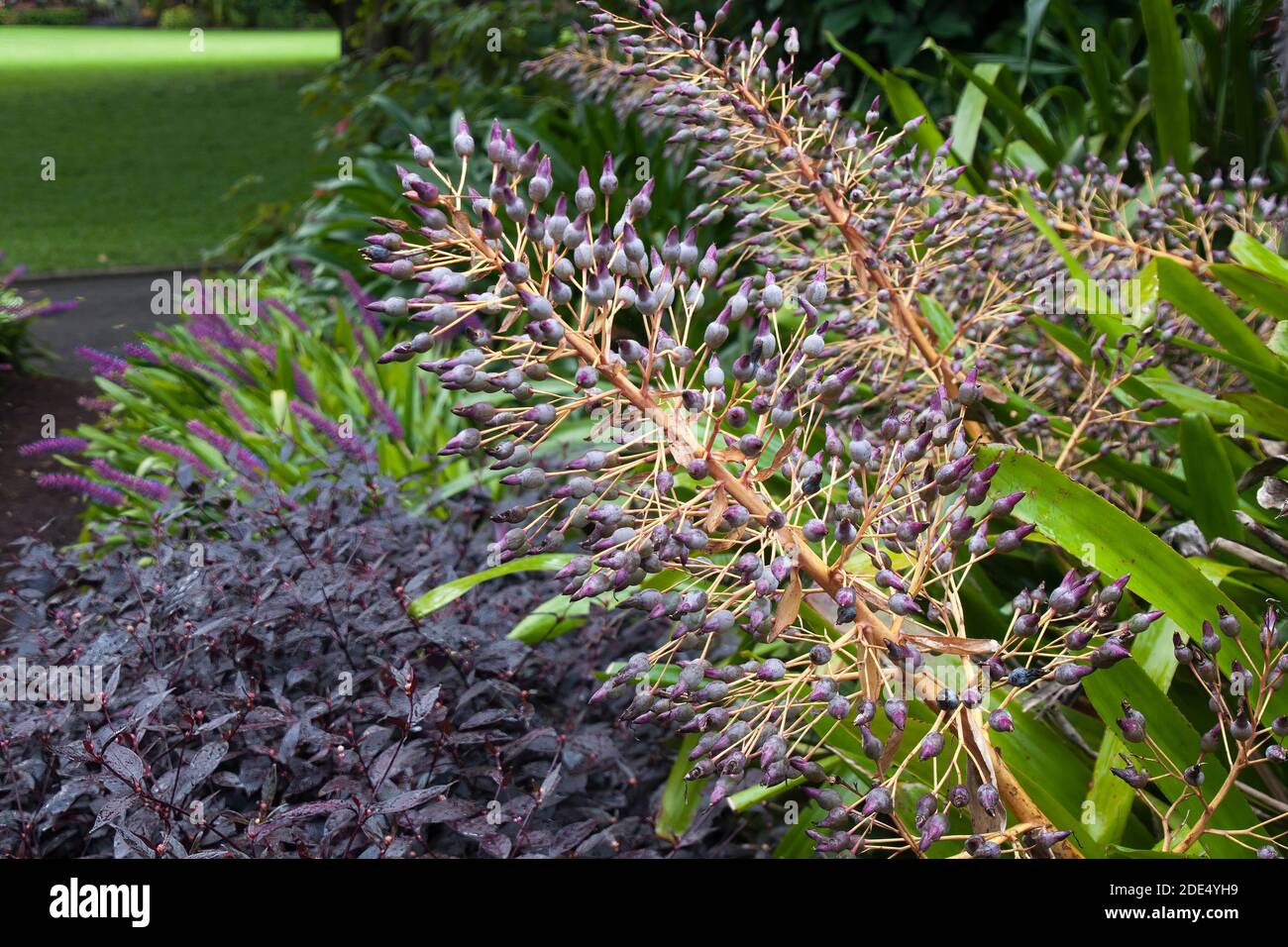 Sydney Australia, bromeliad garden with flower stem with grey and ...