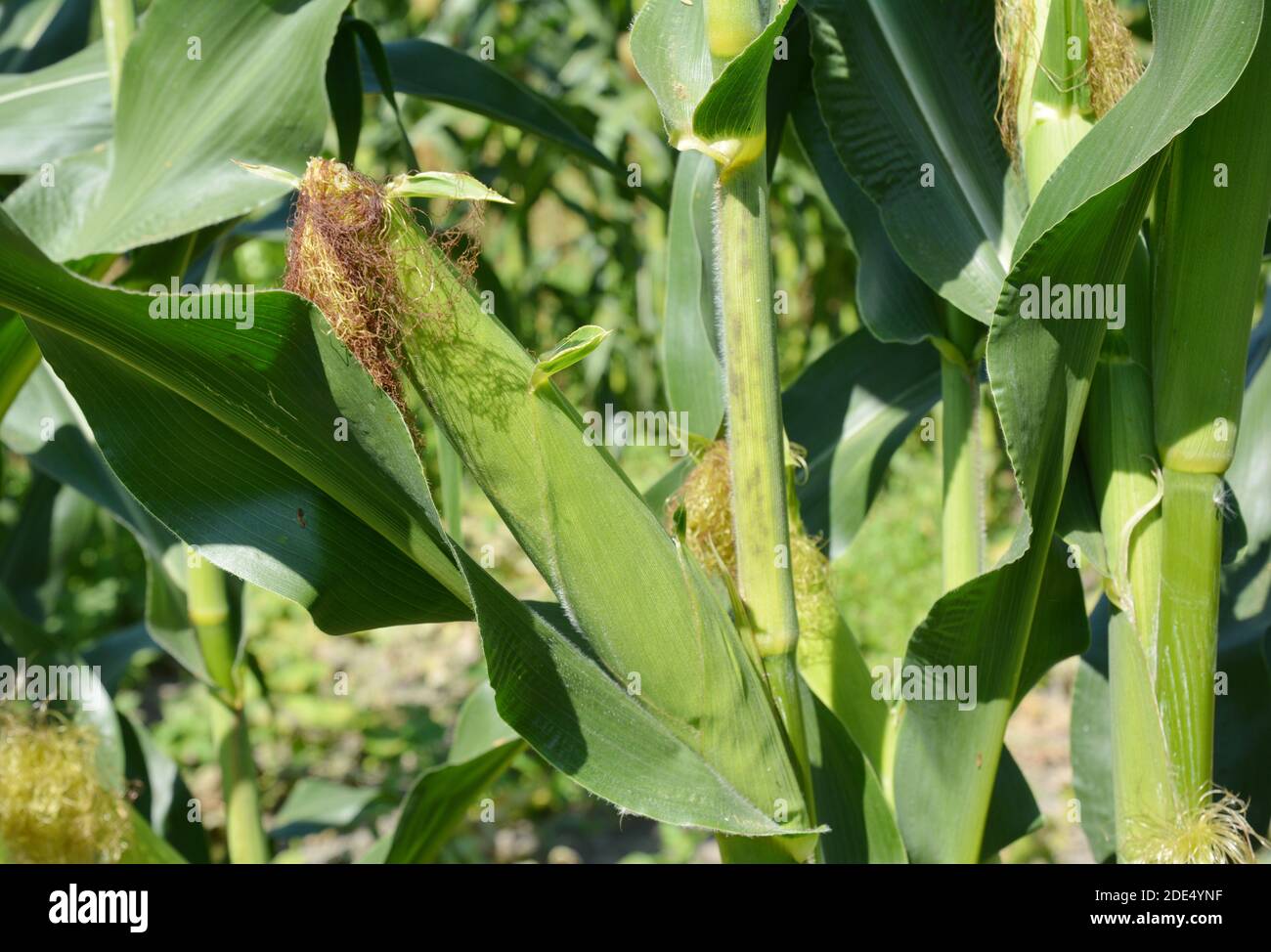 Planting, Growing and Harvesting Sweet Corn Stock Photo - Alamy
