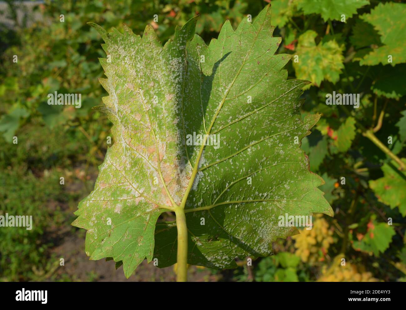 Downy Mildew Fungal Disease on Grape Leaf Stock Photo - Alamy