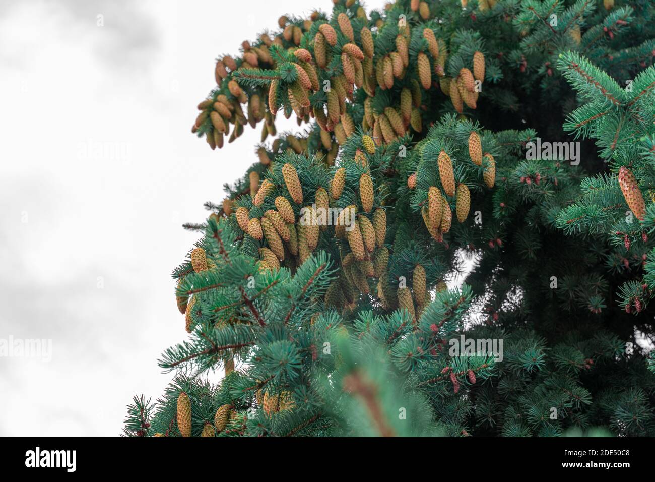 tops of blue spruce trees strewn with cones against the sky. copy space ...