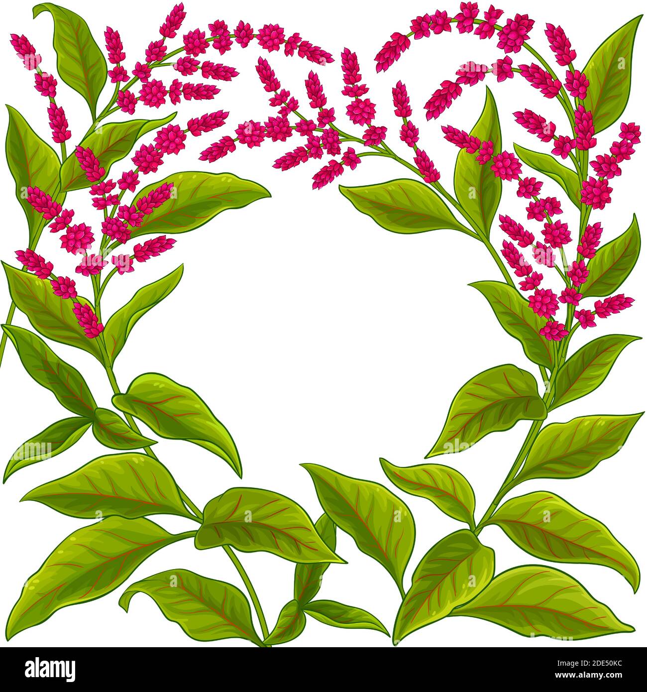 Purple grain amaranth Stock Vector Images - Alamy