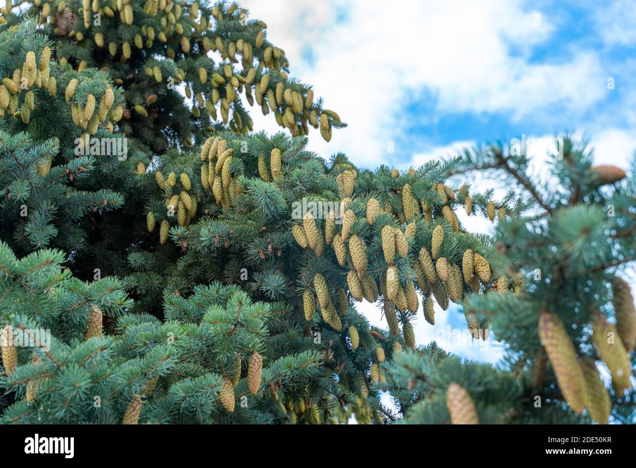 Top large blue spruce cones hi-res stock photography and images - Alamy