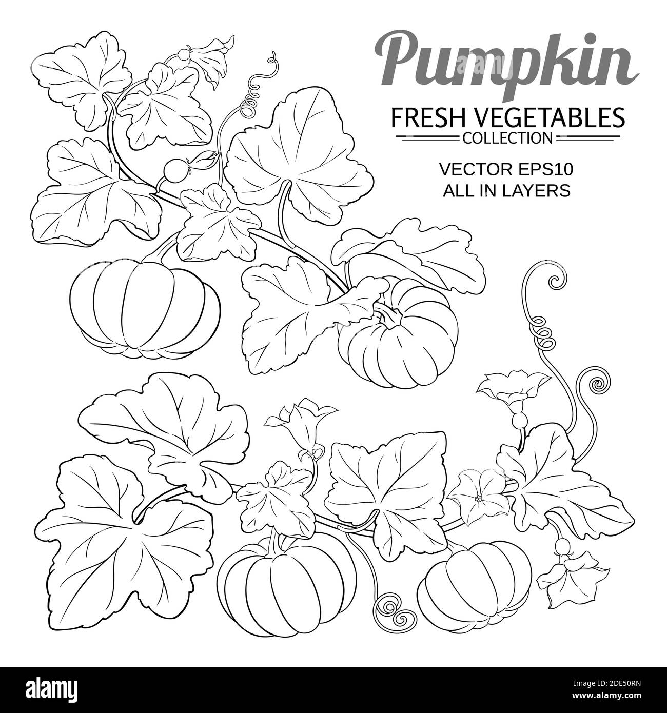Food vegetarian autumn pumpkin Stock Vector Images - Alamy