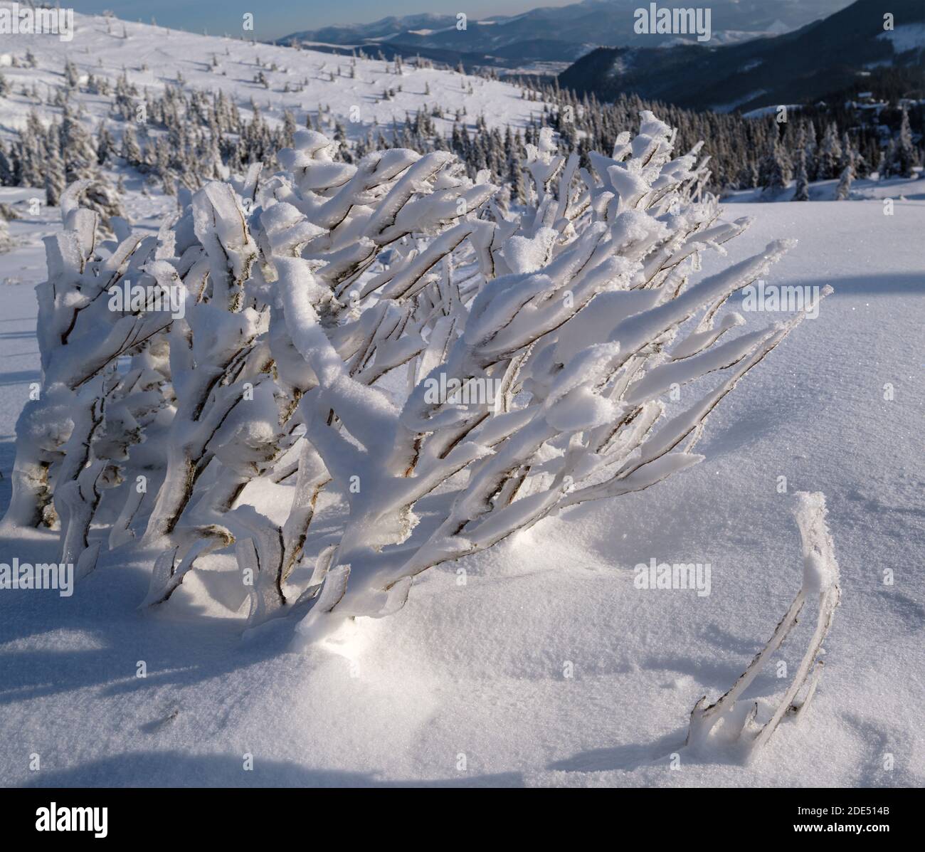 Morning winter calm mountain landscape with beautiful frosting trees ...