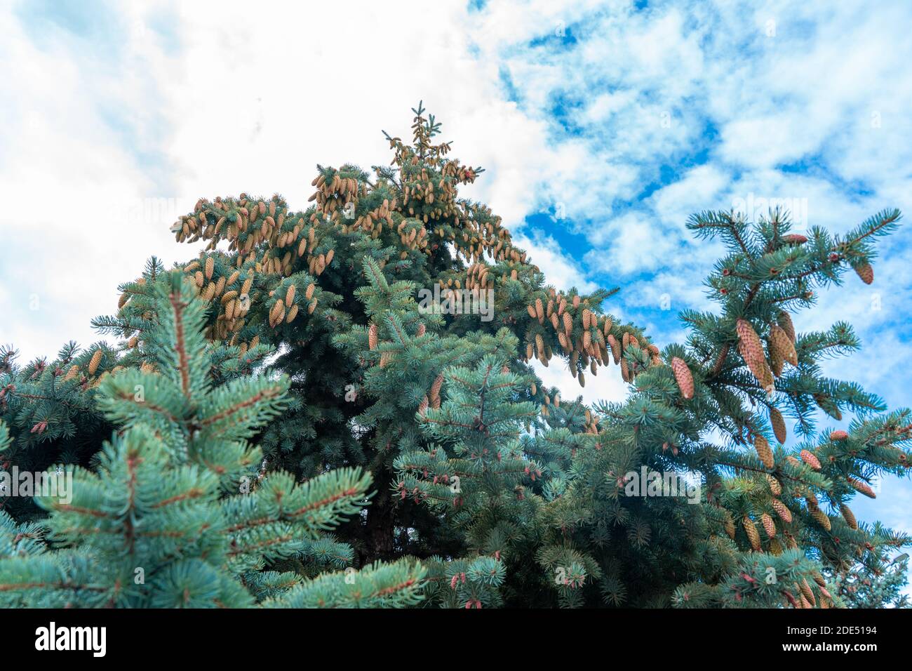 tops of blue spruce trees strewn with cones against the sky. copy space ...