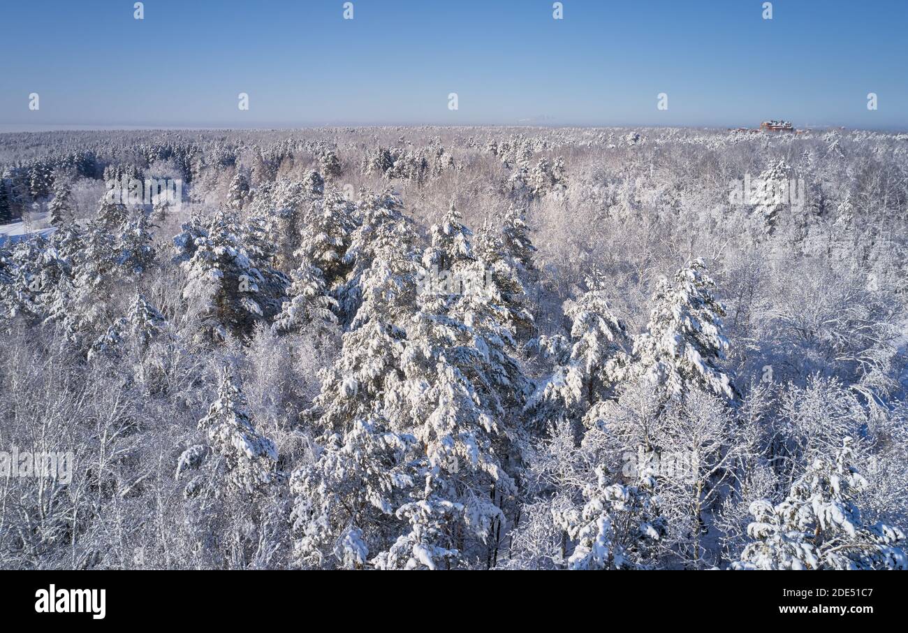 Siberia winter forest hi-res stock photography and images - Alamy