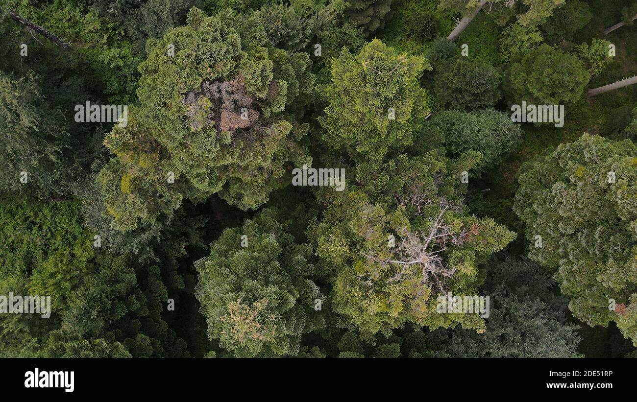 A top view shot of big trees in the middle of the forest Stock Photo ...