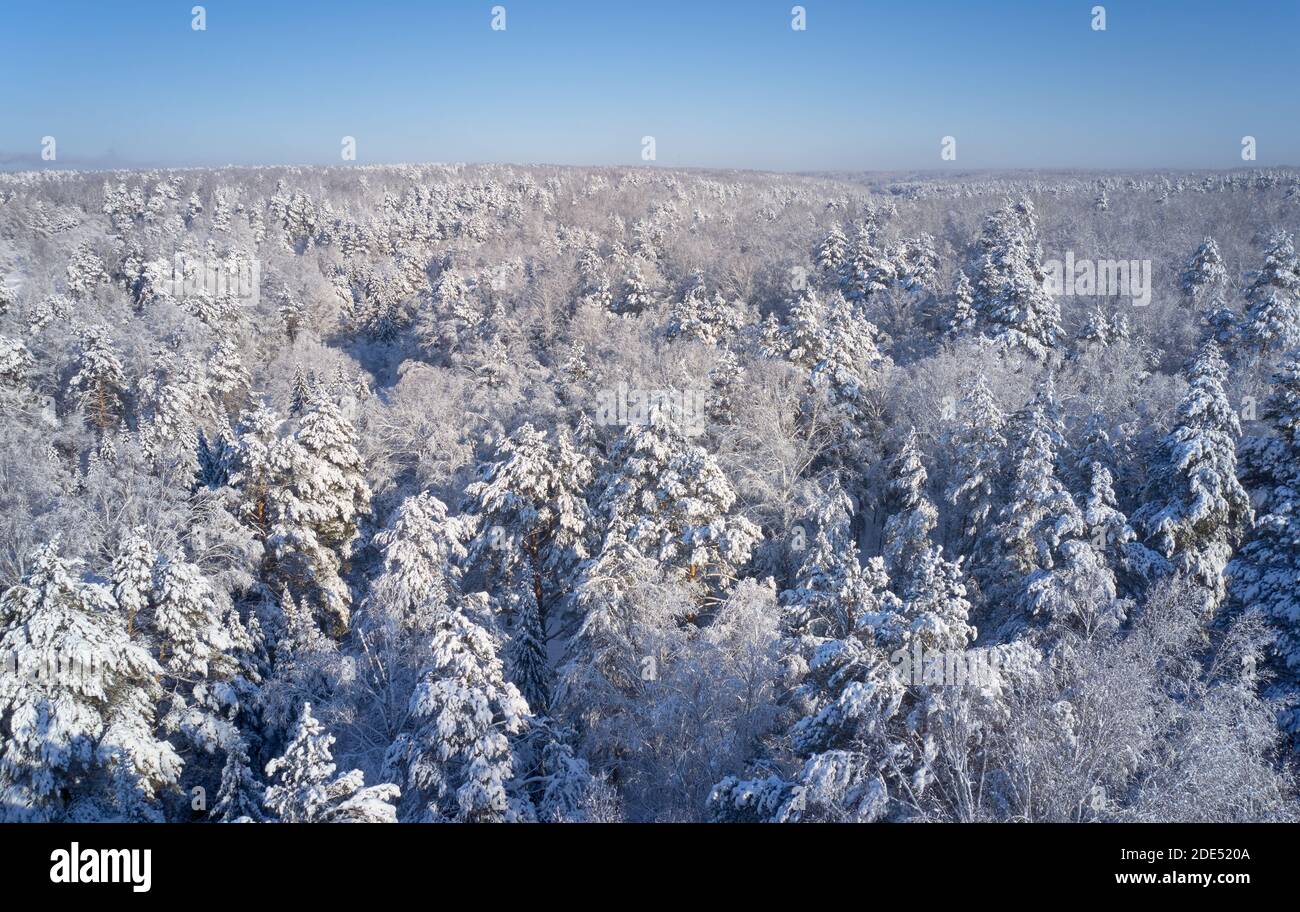 Aerial photo of forest under snow in winter season. Novosibirsk ...