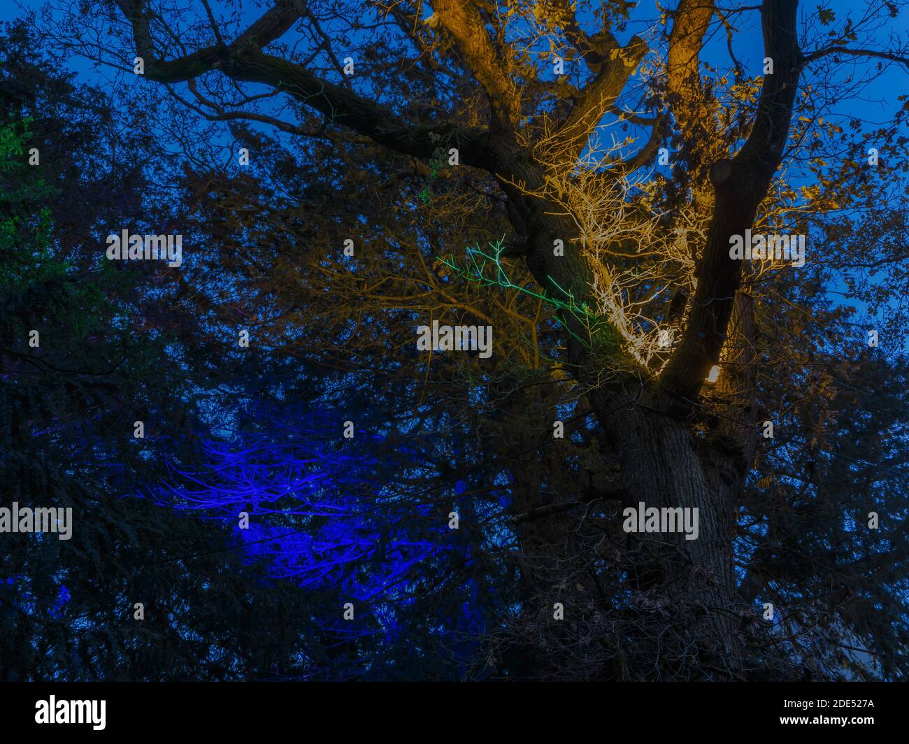 The trees in Alexandra gardens lit up by coloured lights Stock Photo ...