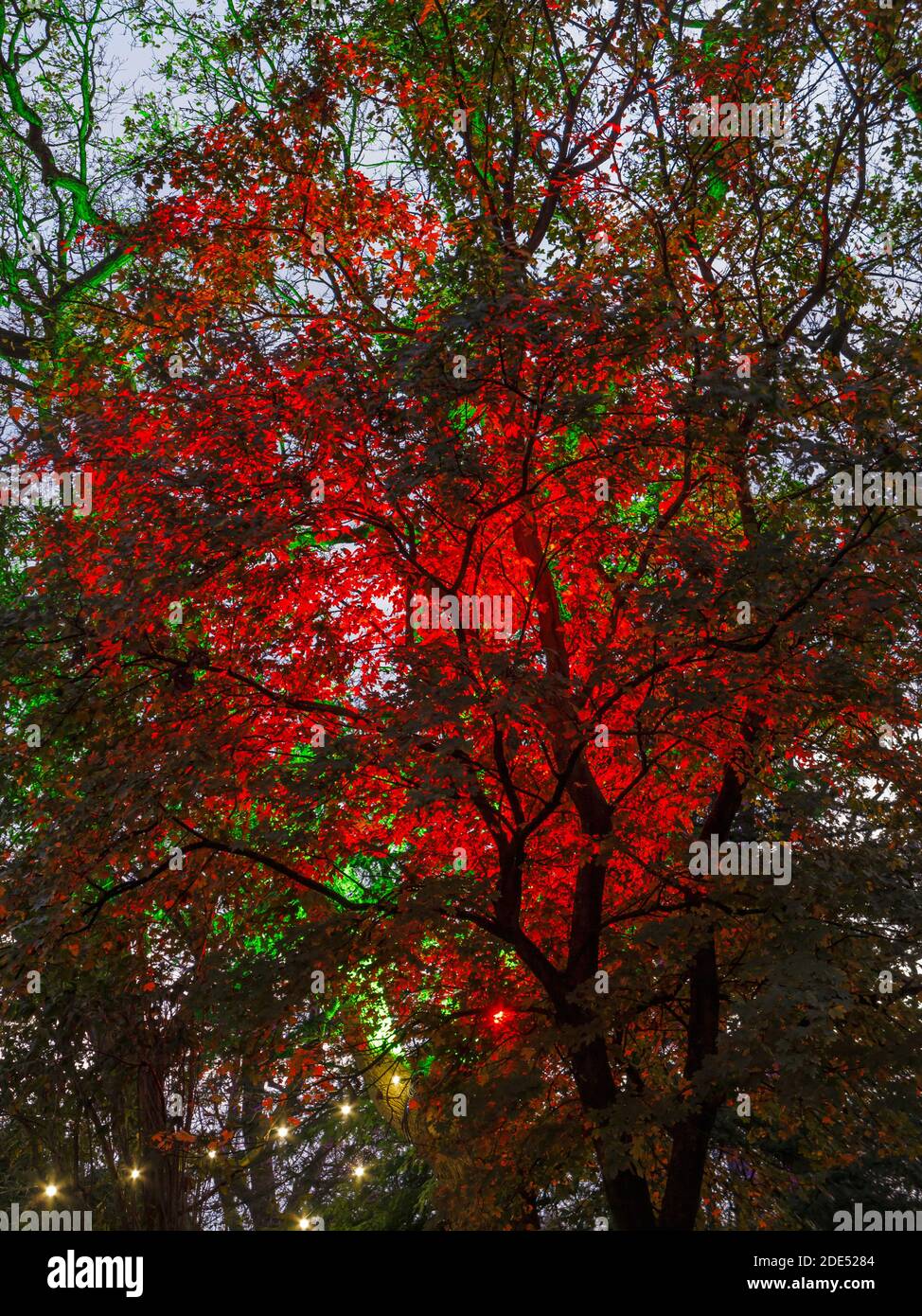 The trees in Alexandra gardens lit up by coloured lights Stock Photo ...