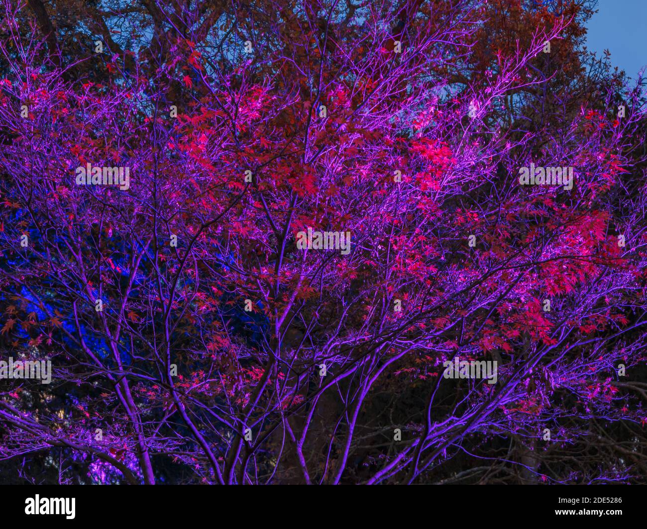 The trees in Alexandra gardens lit up by coloured lights Stock Photo ...