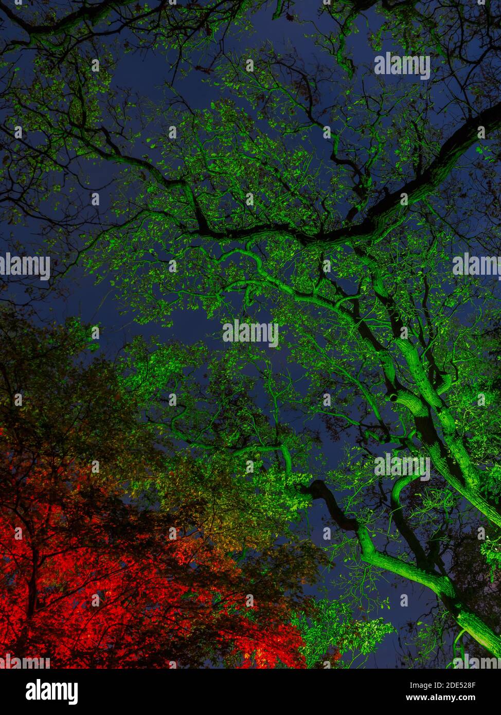 The trees in Alexandra gardens lit up by coloured lights Stock Photo ...