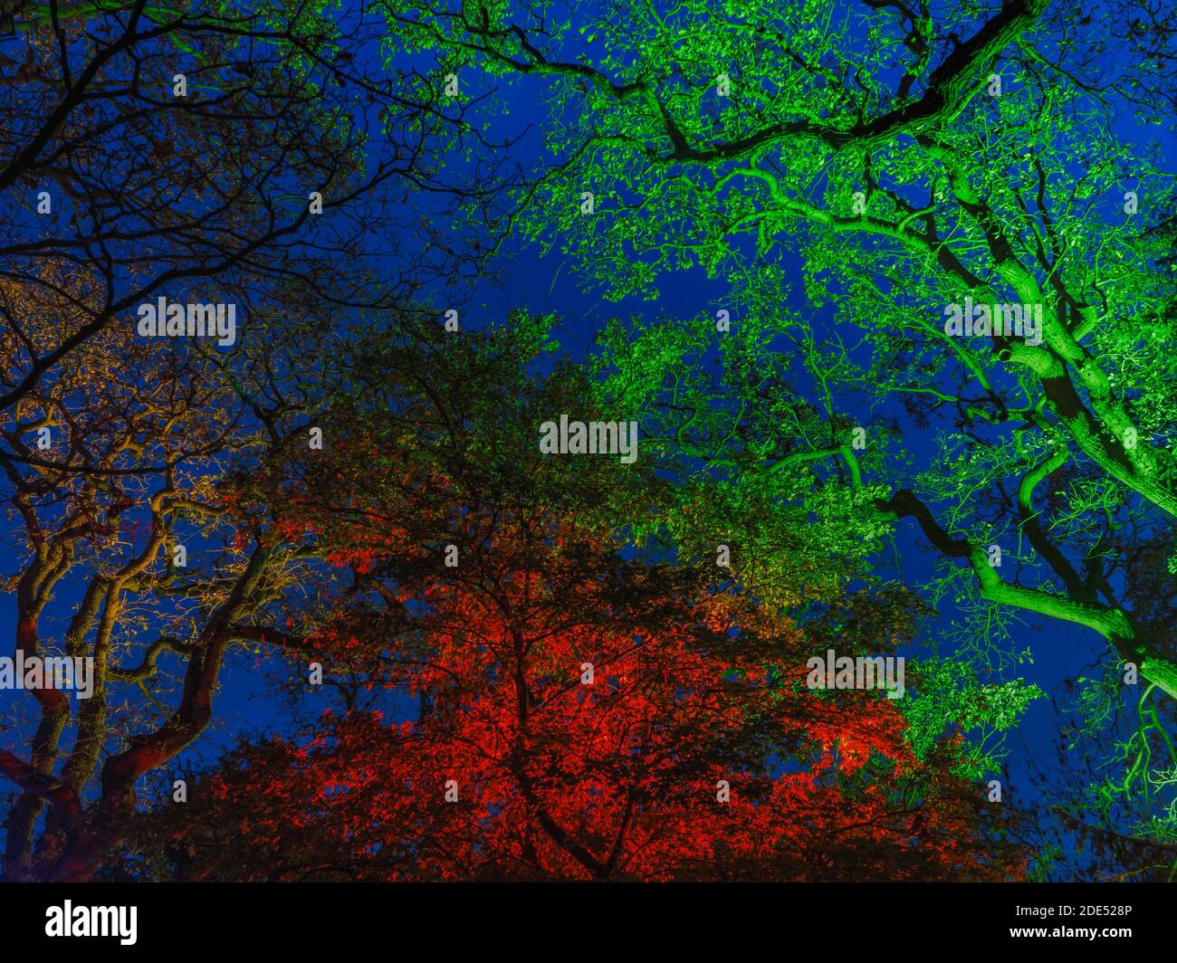 The trees in Alexandra gardens lit up by coloured lights Stock Photo ...