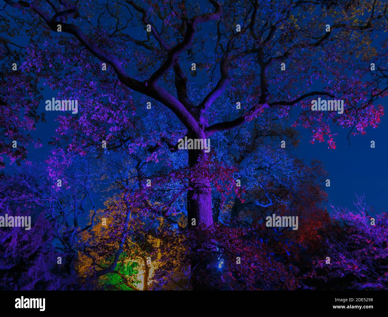 The trees in Alexandra gardens lit up by coloured lights Stock Photo ...