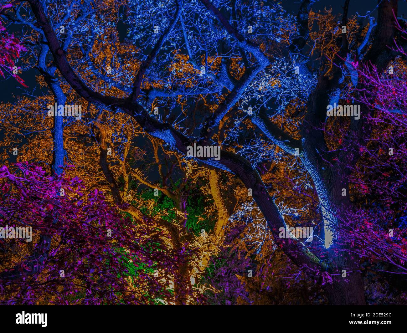 The trees in Alexandra gardens lit up by coloured lights Stock Photo ...