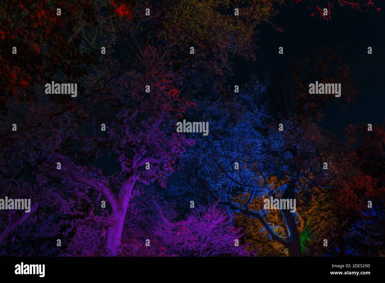 The trees in Alexandra gardens lit up by coloured lights Stock Photo ...