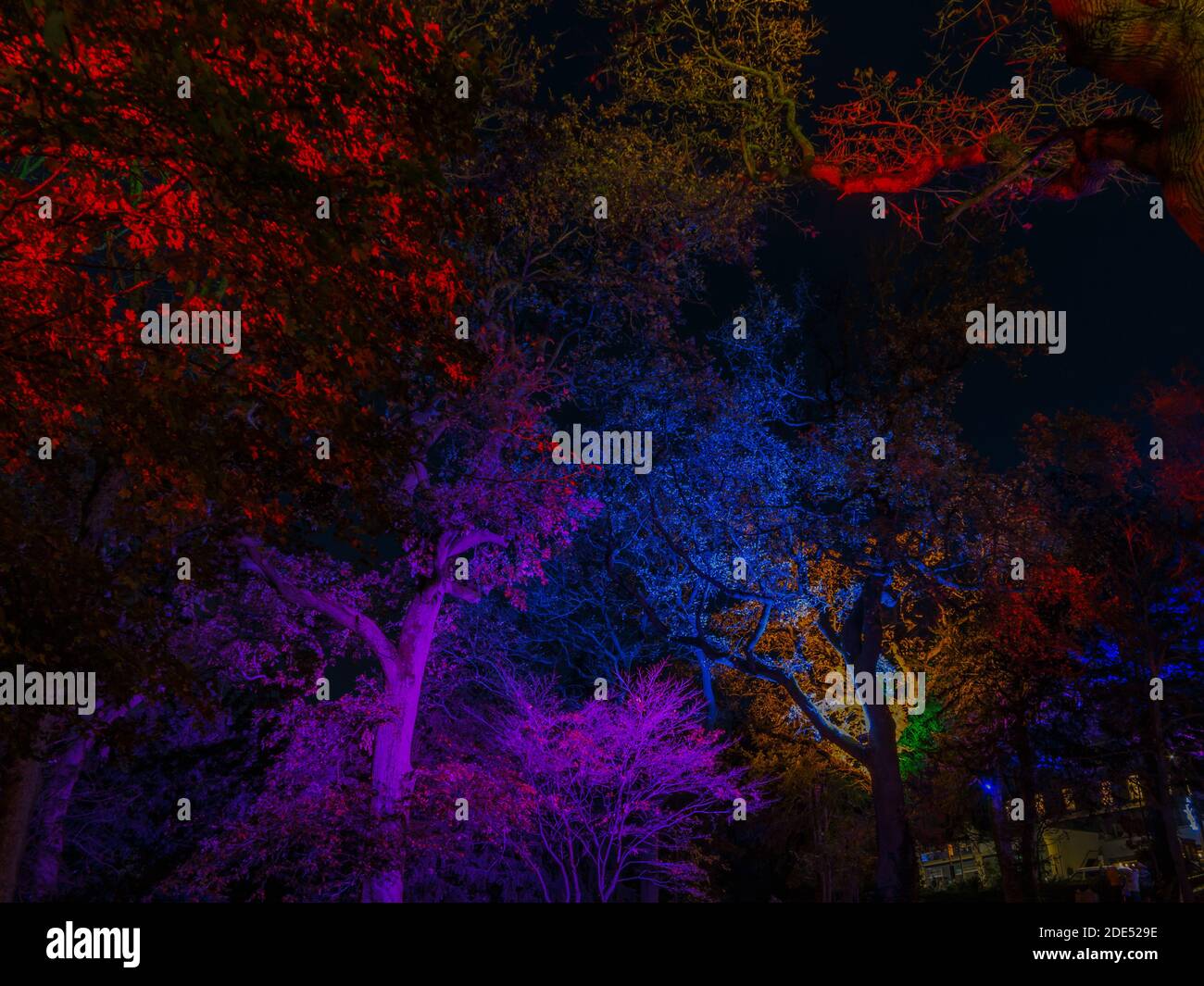 The trees in Alexandra gardens lit up by coloured lights Stock Photo ...